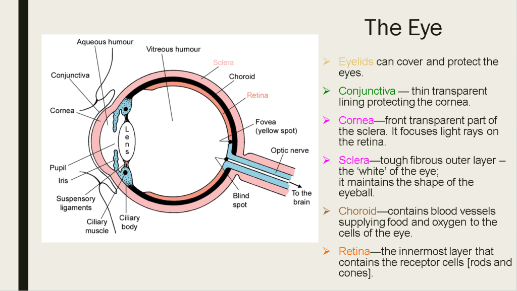 The Nervous System and Senses PPT – thescienceteacher.ie