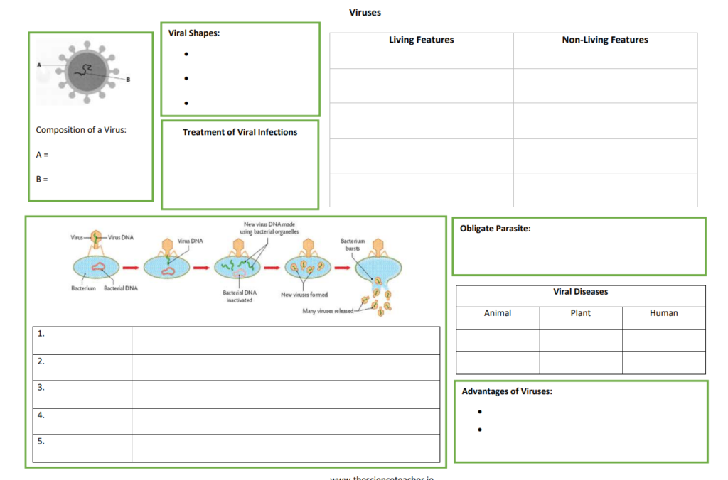 Viruses Revision Graphic Organiser – thescienceteacher.ie