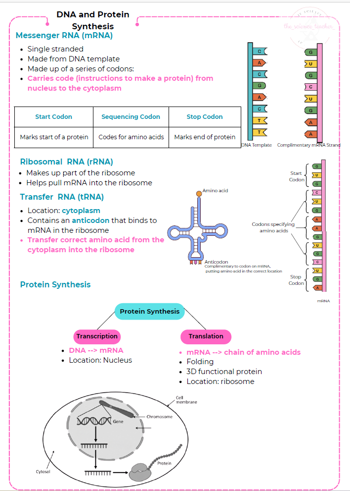 Condensed Revision Notes: DNA and Protein Synthesis (2.3 & 1.2 ...