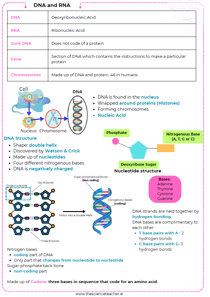 Condensed Revision Notes: DNA and Protein Synthesis (2.3 & 1.2 ...