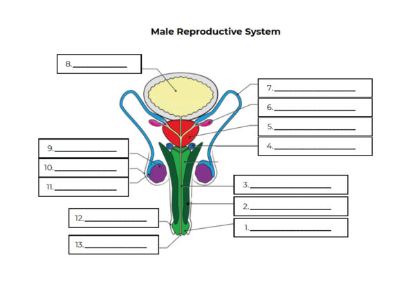 Male and Female Reproductive System Templates: Unlabelled ...
